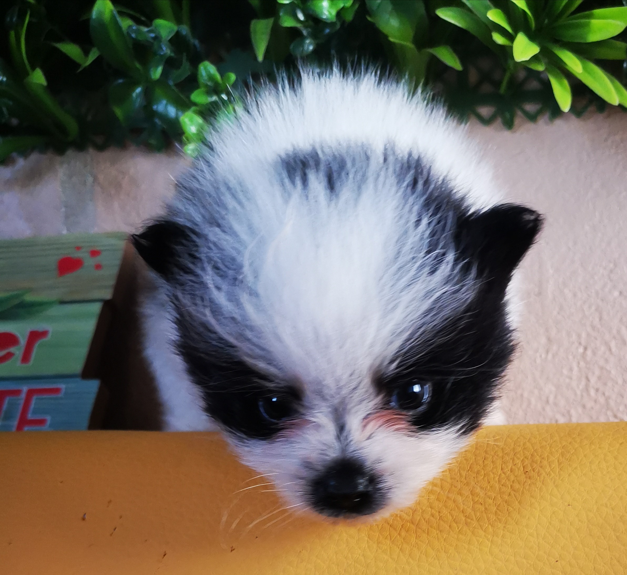 Chiots disponibles - Elevage des jours étoilées